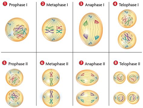 Phases Of Meiosis