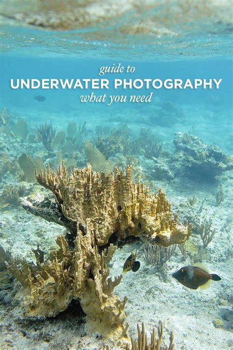 Underwater Photography Guide What Photo Gear You Need Underwater Photography Underwater