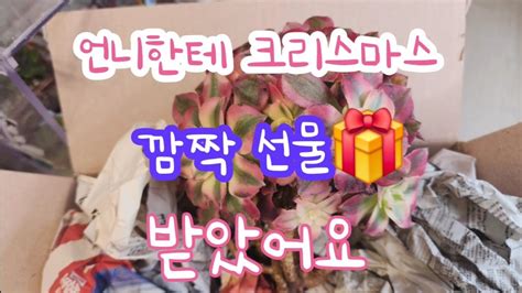 언니한테 크리스마스 깜짝 선물 받았어요 도도다육 언니 감사해요 핑크여왕 다육이 Youtube