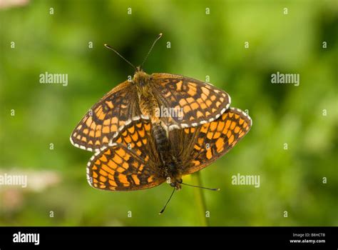Heath Fritillary Butterflies Mating Stock Photo Alamy