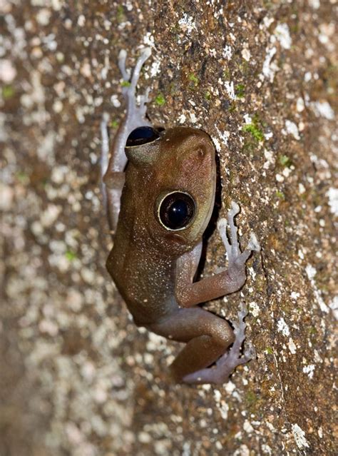 Coqui Guajon