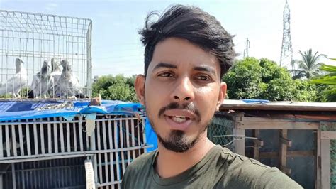 কবুতরের বাচ্চা গুলো হারিয়ে যাচ্ছে Youtube