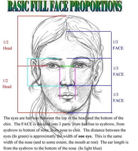 Basic Full Face Proportions Face Proportions Facial Proportions Drawing Techniques