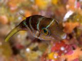 ハナキンチャクフグ Izuzuki海の生き物大図鑑 笑