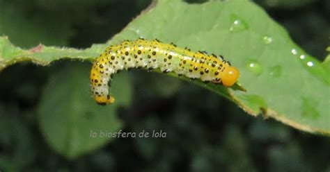 La Biosfera De Lola Orugas O Larvas