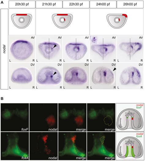 Left Right Asymmetric Expression Of Nodal Is Initiated In A Discrete Download Scientific