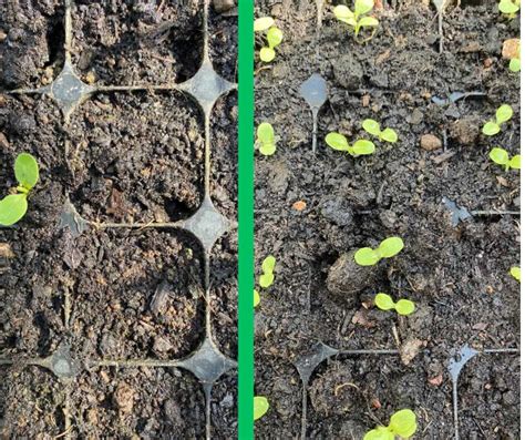 Why Do Seeds Fail To Germinate Bite Sized Gardening