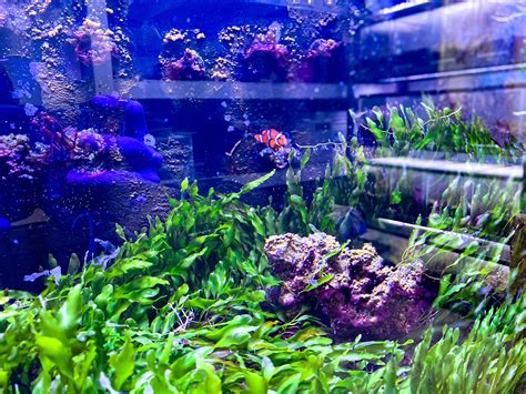 Caulerpa Prolifera Macroalgae 6 Frag Macro Algae Etsy