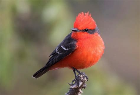 9 Black And Red Birds You Can See In North America