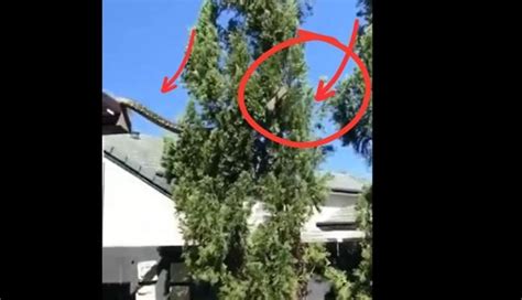 Video Massive Pythons Jaw Dropping Rooftop To Tree Trek Catch News