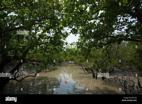 The Sundarbans A Unesco World Heritage Site And A Wildlife Sanctuary The Largest Littoral