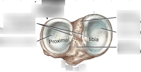 Proximal Tibia Diagram Quizlet