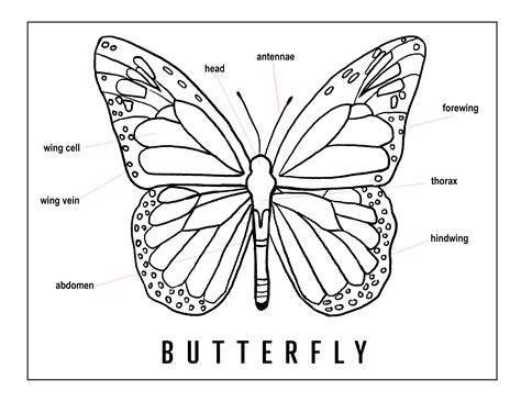 Butterfly Body Parts Diagram At Charlotte Wiltshire Blog