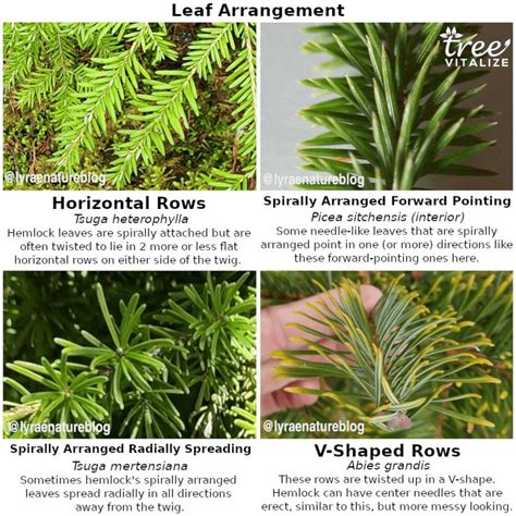 10 Different Types Of Hemlock Trees And Identifying Features Tree Identification Ornamental