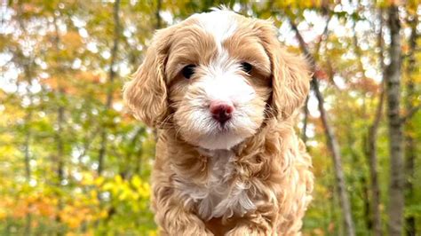 Cavachon Vs Cavapoo Comparing Two Adorable Breeds Cavachon Vs Cavapoo Comparing Two Adorable Breeds