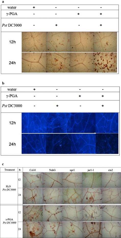 Microbial Synthesis Of Poly γ Glutamic Acid γ Pga With Fulvic Acid