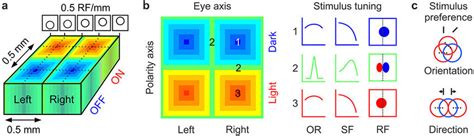 The Eyepolarity Grid And The Multi Dimensional Map Of Stimulus Space