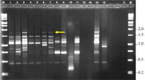 Variable Number Of Tandem Repeat Fingerprinting Patterns Of Total Download Scientific Diagram
