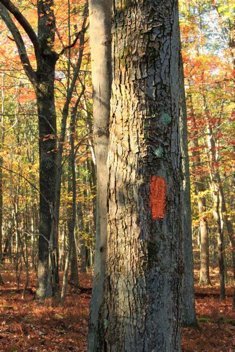무료 이미지 경치 숲 분기 햇빛 잎 꽃 트렁크 자작 나무 가을 흙 노랑 시즌 낙엽 삼림지 서식지 자연 환 경 식물 줄기 우디 식물 육상