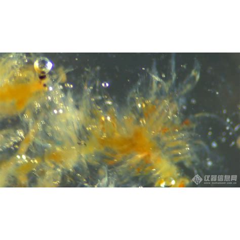 徕科光学lk Tsbm供应商天津小动物活体成像lk Tsbm【图】仪器信息网