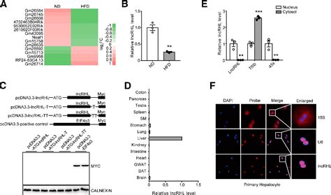 Figure 1 From Long Noncoding Rna Lncrhl Regulates Hepatic Vldl