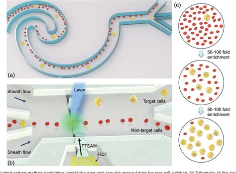 Figure From Hybrid Microfluidic Sorting Of Rare Cells Based On High Throughput Inertial