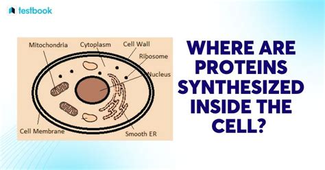 Where Are Proteins Synthesized Inside The Cell Check Info Here
