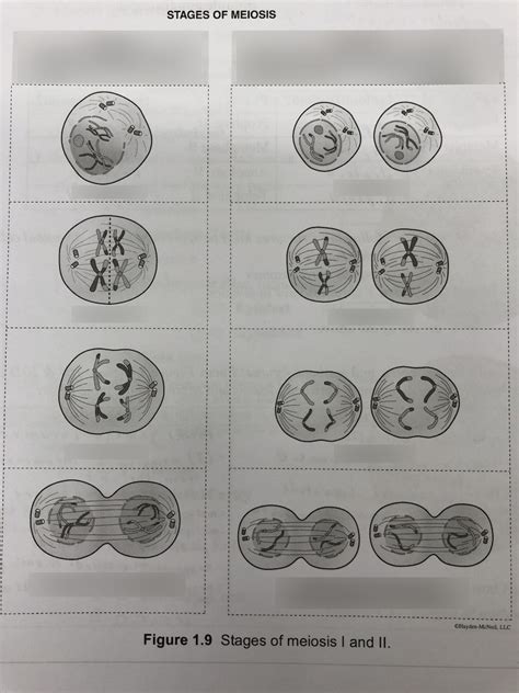 Diagram Of Meiosis Quizlet