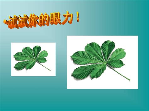 人教版九年级数学上册第27章相似27 1图形的相似ppt课件 Word文档在线阅读与下载 无忧文档