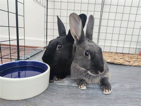 Ready For World Domination Scrolller