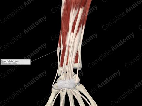 Flexor Pollicis Longus Complete Anatomy