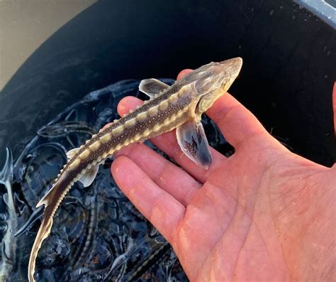 Купить малька осетра цена от производителя Дар Рыба