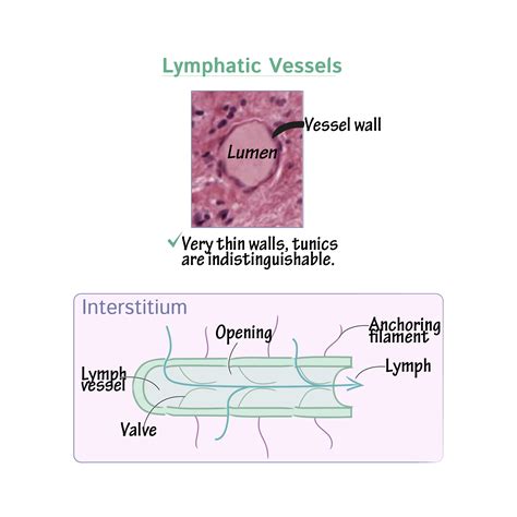 What Kind Of Tissue Is Lymphatic Tissue At Neida Tracy Blog