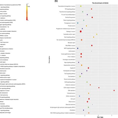 Pathway Analysis Of Differential Gene Expression Induced By Igf A