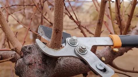 How To Prune Peach Trees Forestry Com
