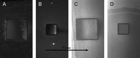 Fluorescent Micrographs Of A 200 Nm And B 50 Nm Fluorescently