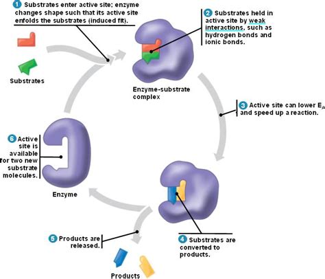 Catalytichtml 0817catalyticcycle