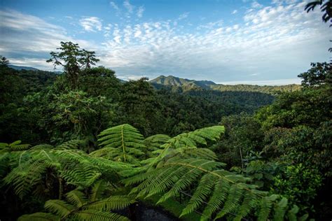 What S The Difference Between A Tropical Rainforest And A Jungle At
