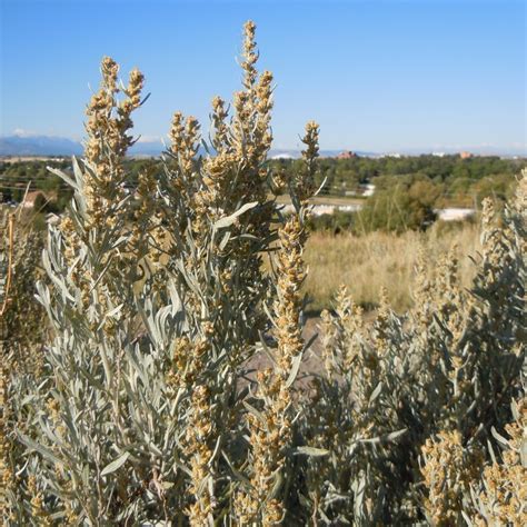 Silver Sagebrush Natural Edge