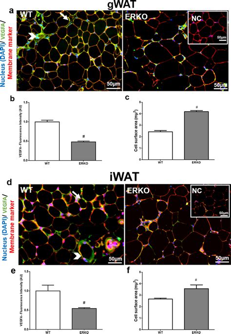 Vegfa Protein Expression In Gonadal Gwat And Inguinal Iwat Adipose