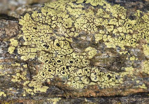 Map Lichen Rhizocarpon Geographicum Species Wildbristoluk