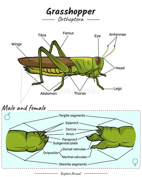 Female Grasshopper Stock Illustrations 105 Female Grasshopper Stock Illustrations Vectors