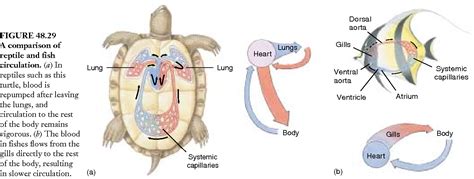 Turtle Circulatory System