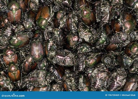 A Beetle Trap Full Of Japanese Beetles Stock Image Image Of Beetles