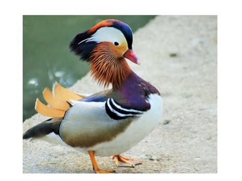 Patito