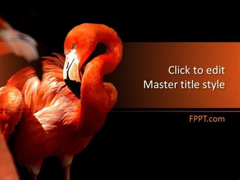 Free Flamingo PowerPoint Template Free PowerPoint Templates