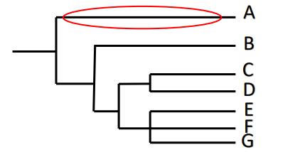 Lecture Phylogenies Flashcards Quizlet