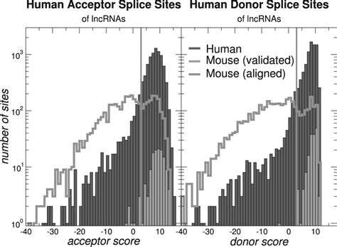 Comparison Of Splice Sites Reveals That Long Noncoding Rnas Are