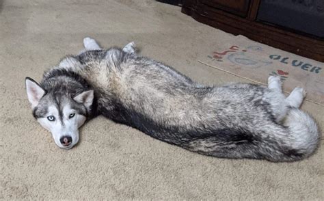 My Dog Has Become Liquid Whatswrongwithyourdog