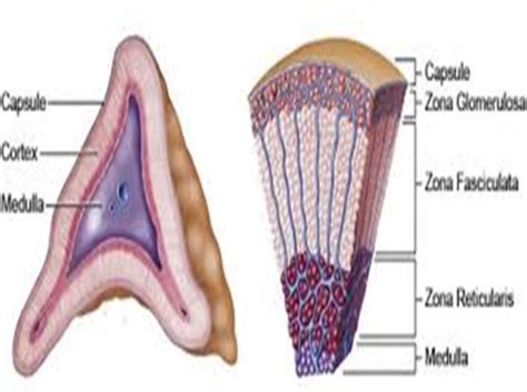 Adrenal Gland Cortex Flashcards Quizlet